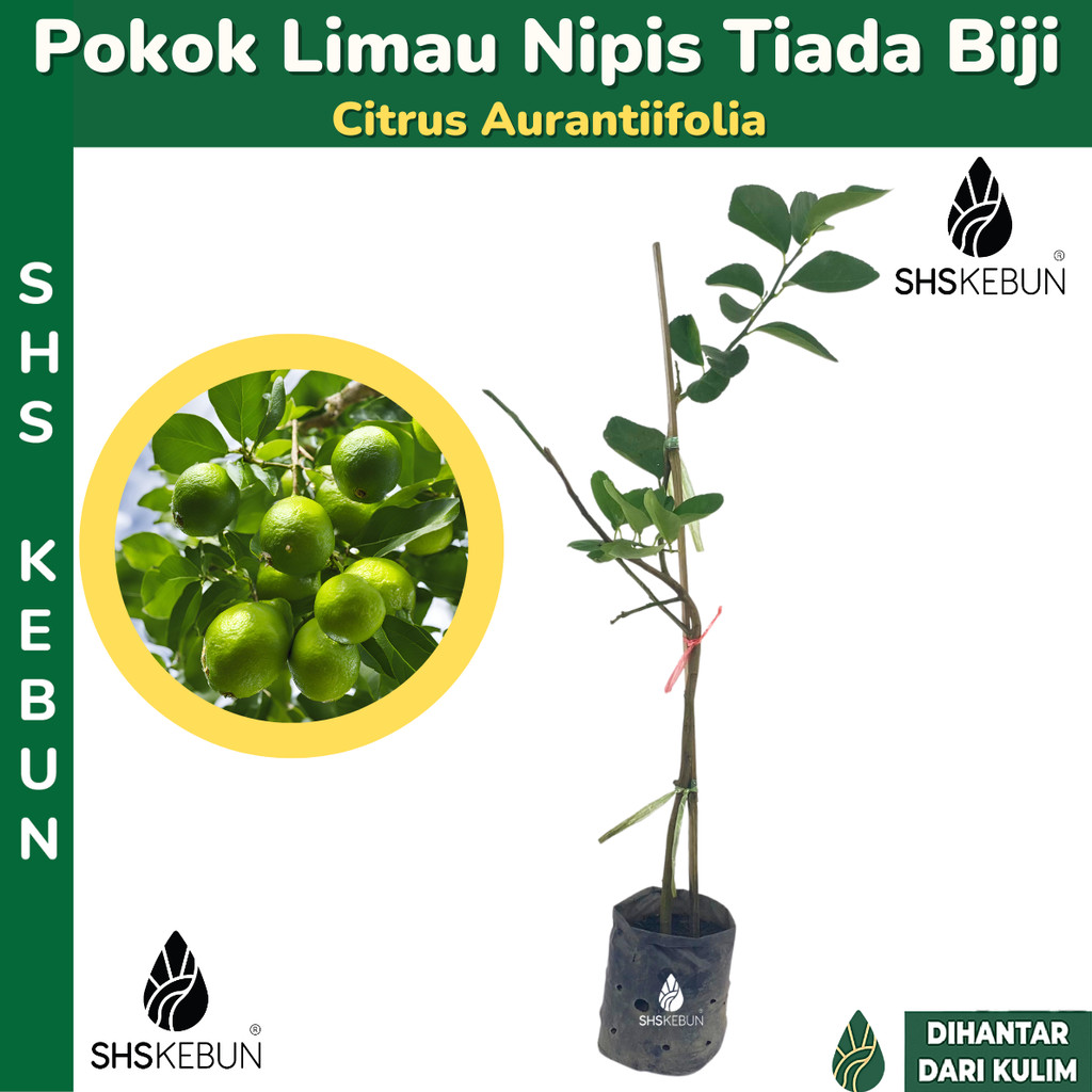 Pokok Limau Nipis Seedless 酸柑树 Pokok Buah Buahan Hybrid Lime Tree Pokok ...
