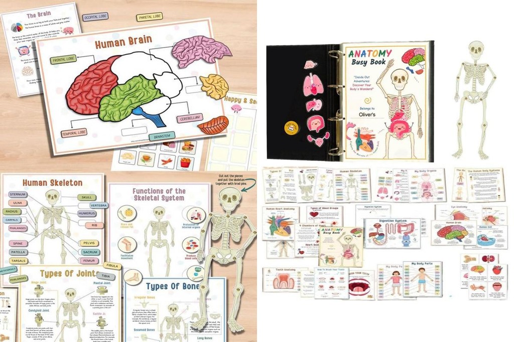 [EY] Toddler Anatomy Busy Book Interactive Human Anatomy Book Anatomy ...