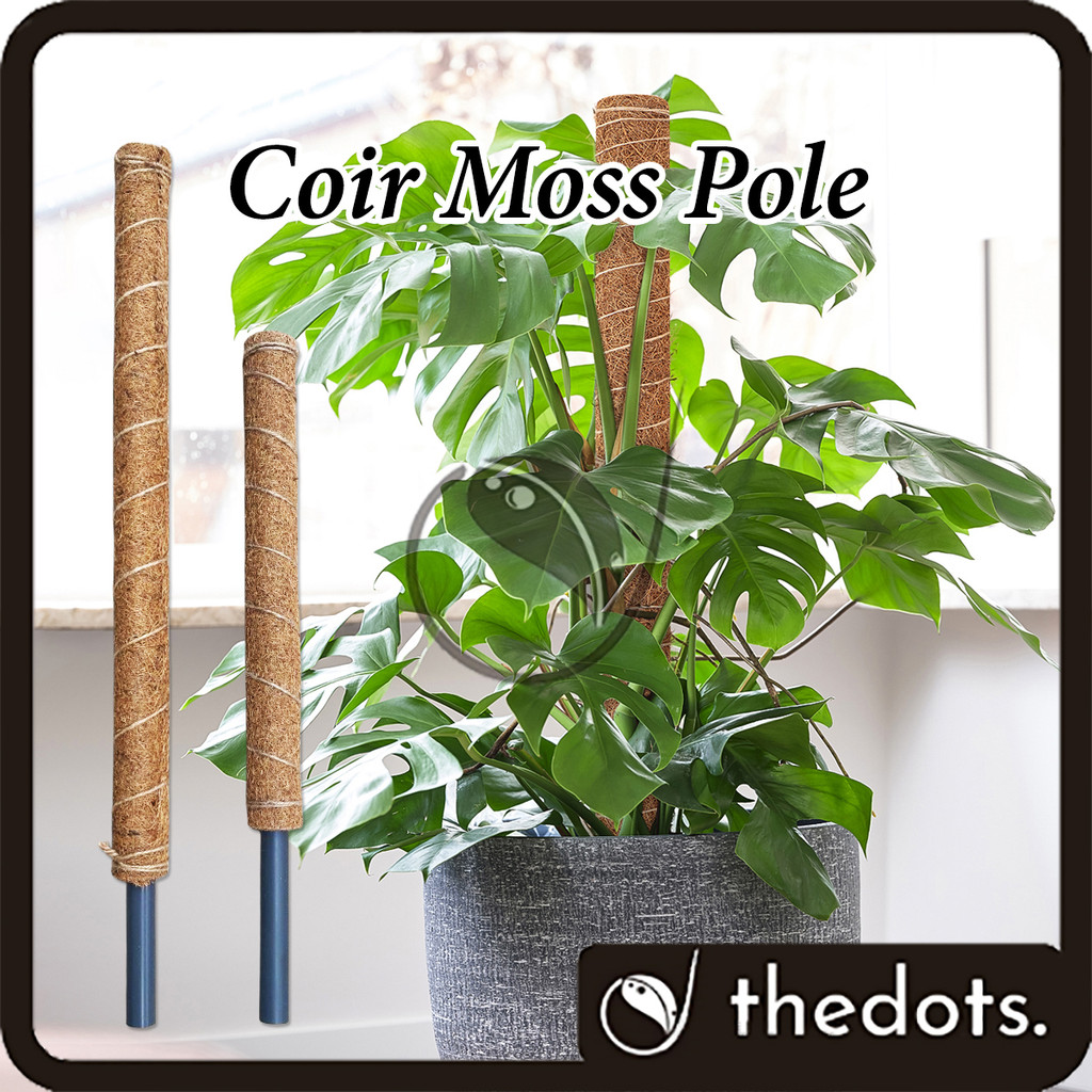 Coco Stick For Money Plant Climbing Plants Coir Moss Pole Batang Sabut ...