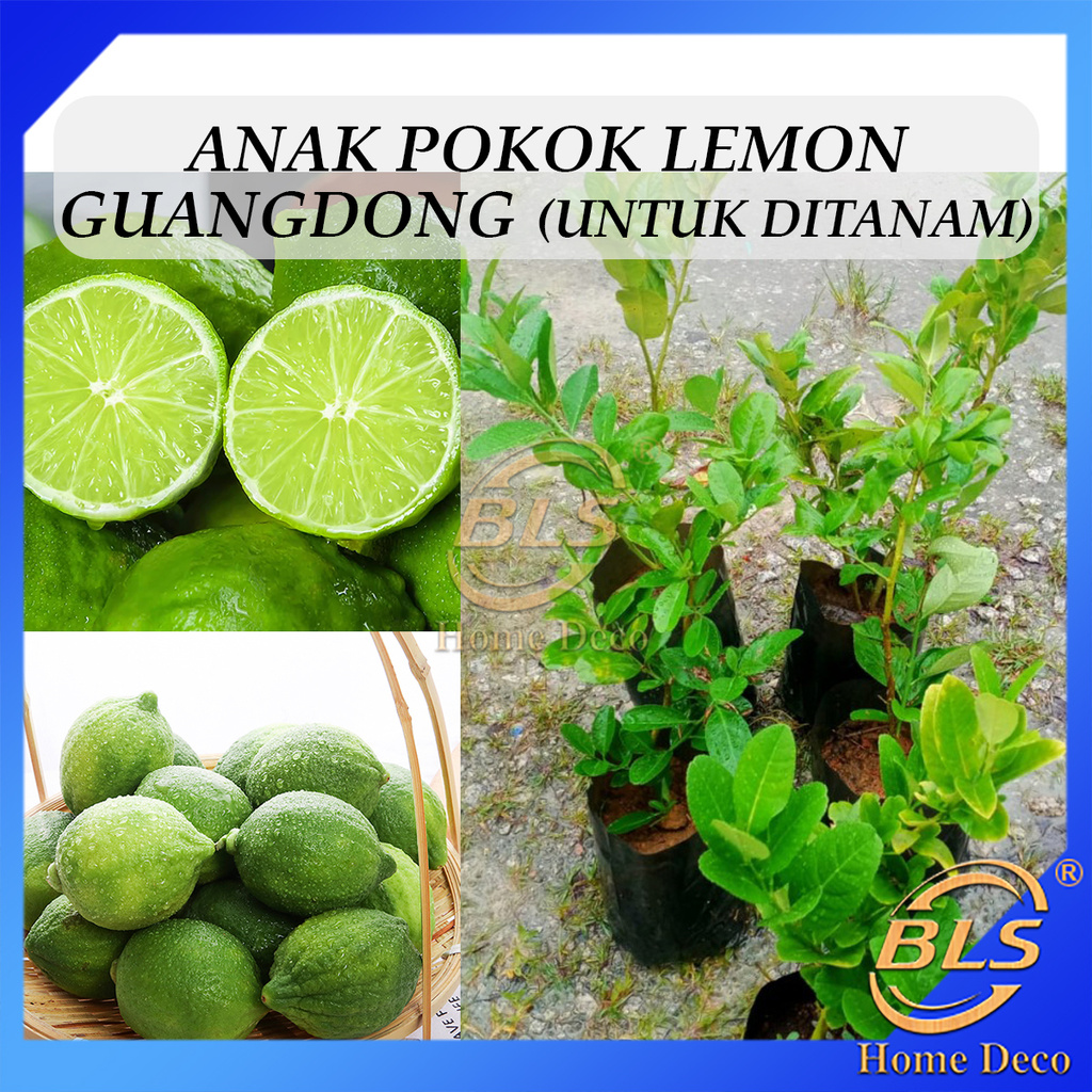Anak Pokok Lemon GuangDong Untuk Ditanam Pokok Hidup Real Live Plant ...