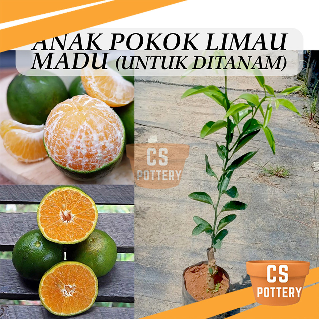 Anak Pokok Limau Madu Untuk Ditanam Pokok Hidup Real Live Plant Honey ...