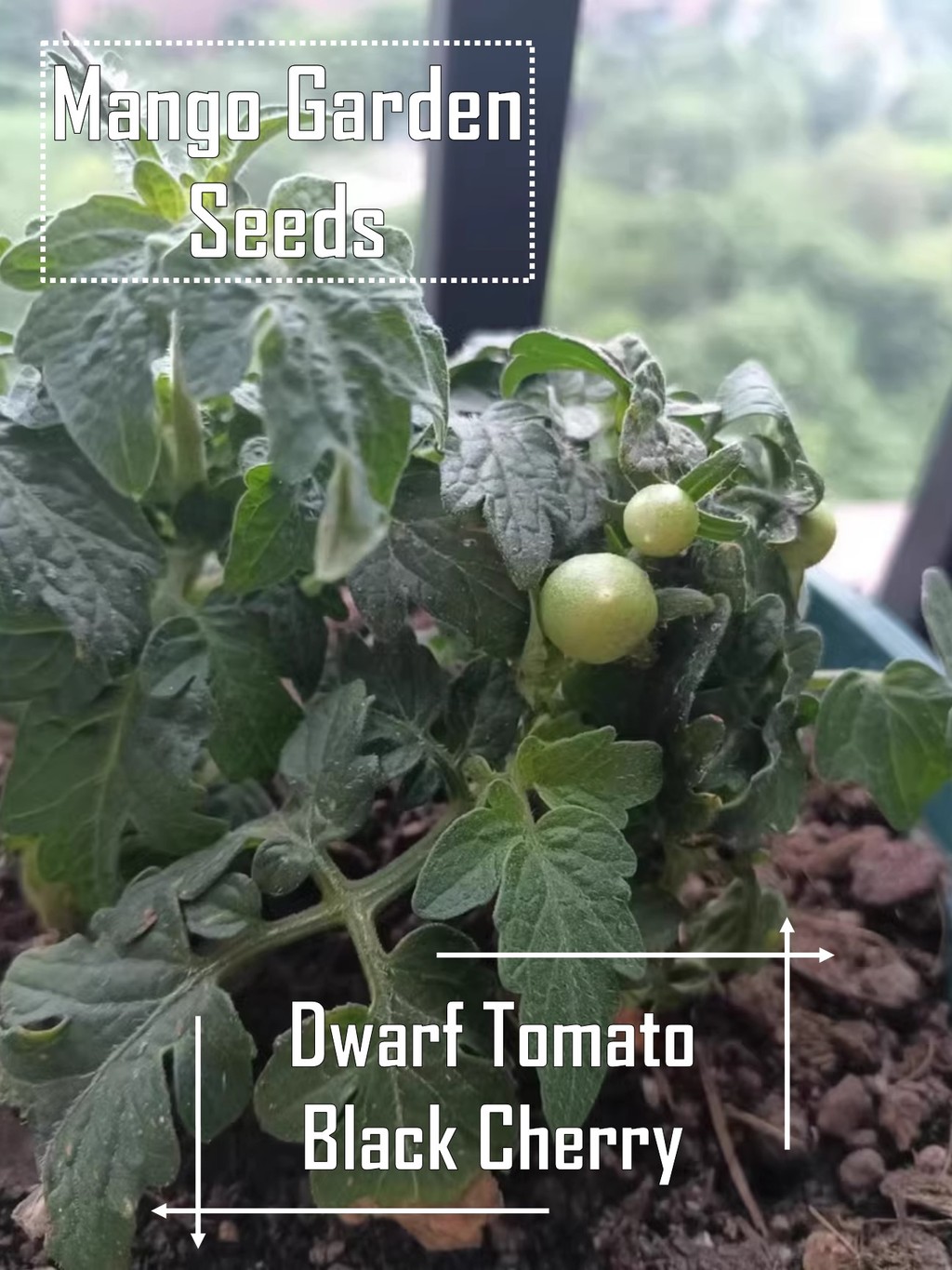 Dwarf Black Cherry Tomato Seeds - 5 Seed *Pot Friendly* Tanam Pasu ...