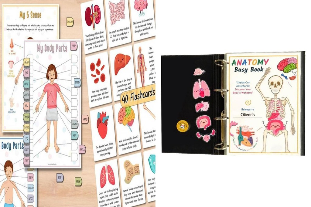 Cocoblue Kids Anatomy Busy Book Travel Anatomy Busy Book Interactive ...