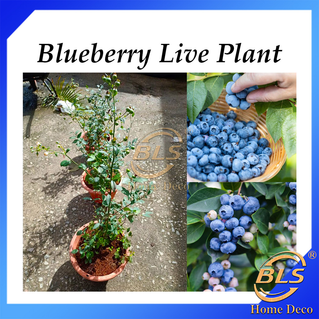 Real Live Plant Blueberry Large Size Pokok Hidup Beri Biru Besar ...