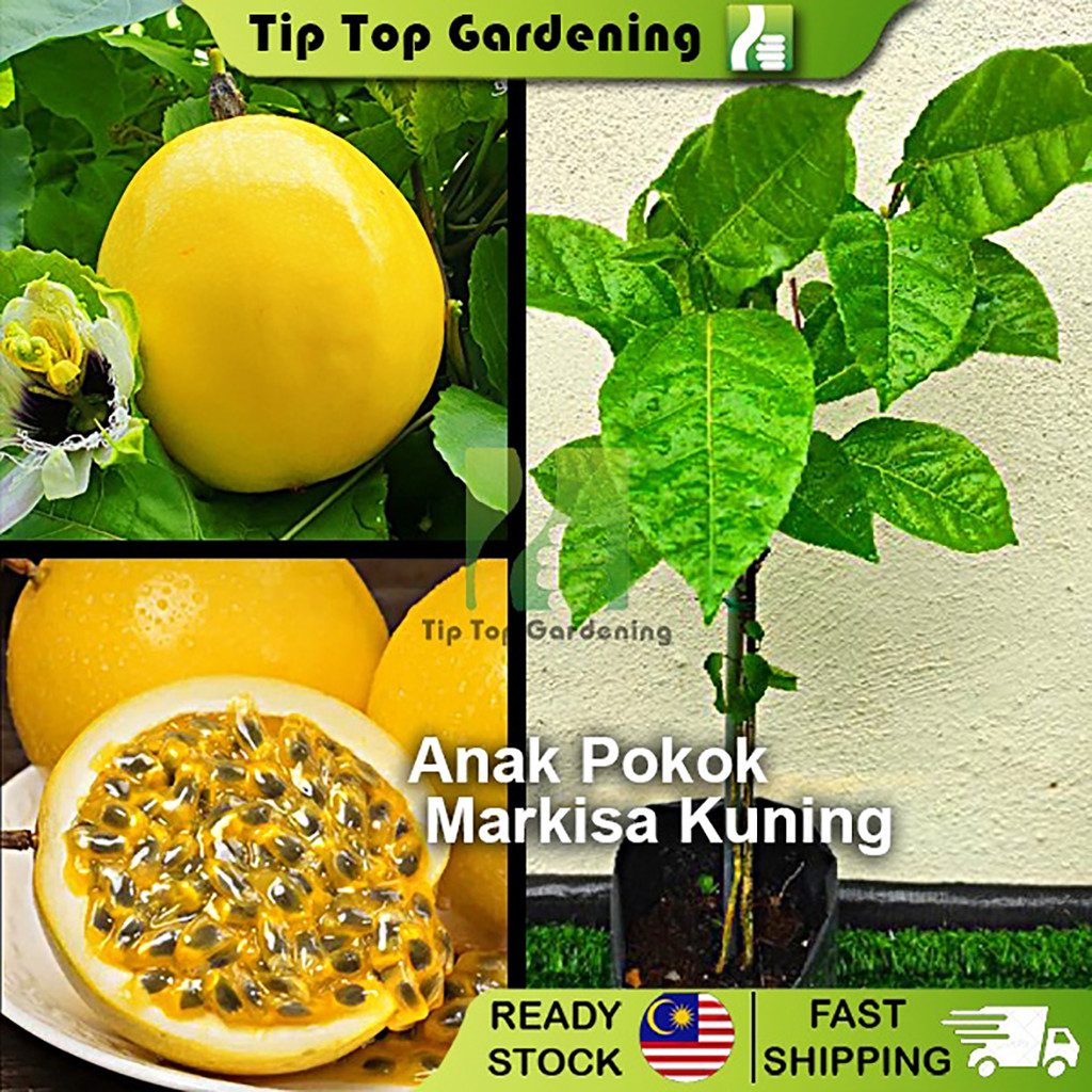 Anak Pokok Markisa Kuning Pokok Buah Hidup Golden Yellow Passion Fruit ...