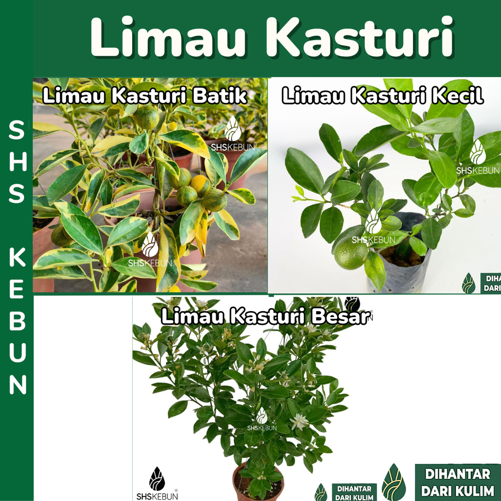 Pokok Limau Kasturi Pokok Limau Kasturi Batik Pokok Outdoor Pokok Hidup ...