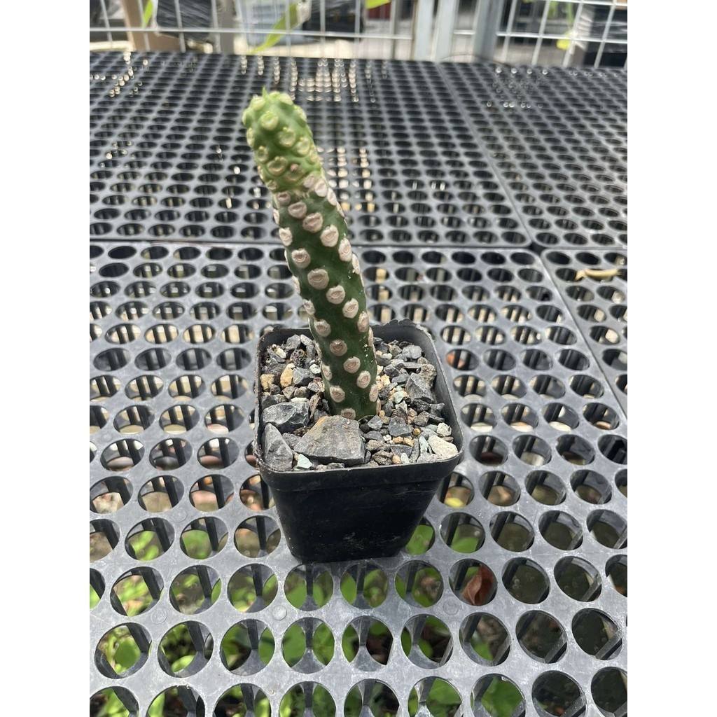 Euphorbia royleana Boiss 无刺霸王鞭 cactus succulent | Shopee Malaysia