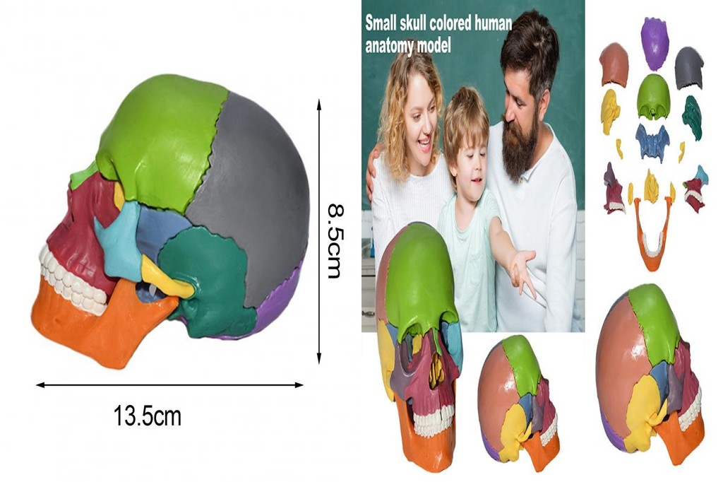 livecity| School Classroom Neuroscience Tool Neuroscience Learning Aid ...