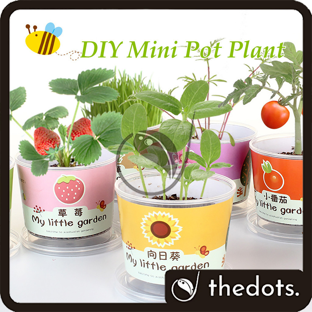 DIY Mini Pot Plant Indoor Small Potted Plants Creative Little Bonsai 儿童 ...