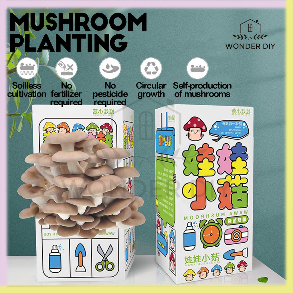 DIY Mushroom Growing Kit/mushroom box/ Bongkah Cendawan Tiram/Organic ...