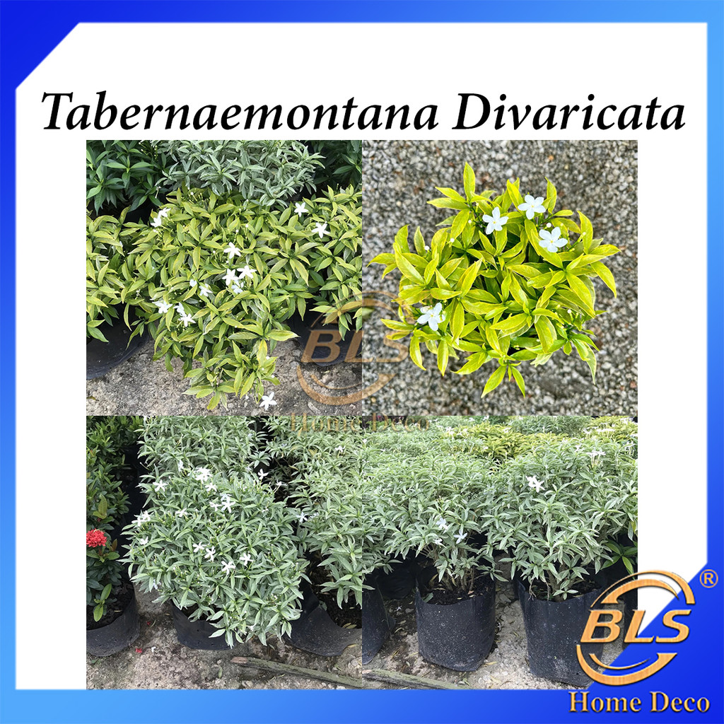 Real Live Plant Ervatamia Tabernaemontana Divaricata Jasmine Flower ...