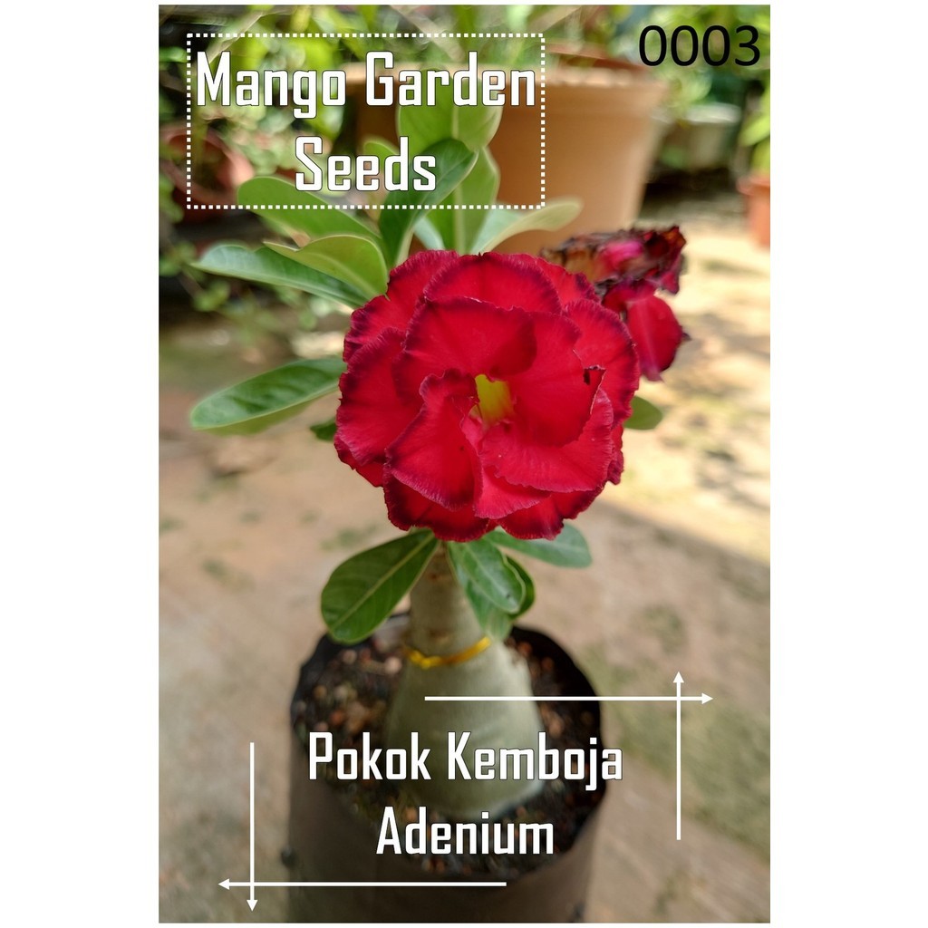 Adenium Live Plant, Anak Pokok Kemboja Kaler Seperti Gambar 富贵花小棵树 ...