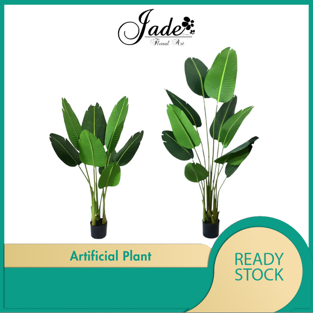 POKOK SKYBIRD / VARIEGATED PLANT / POKOK KELADI/ MONSTERA / BANANA ...