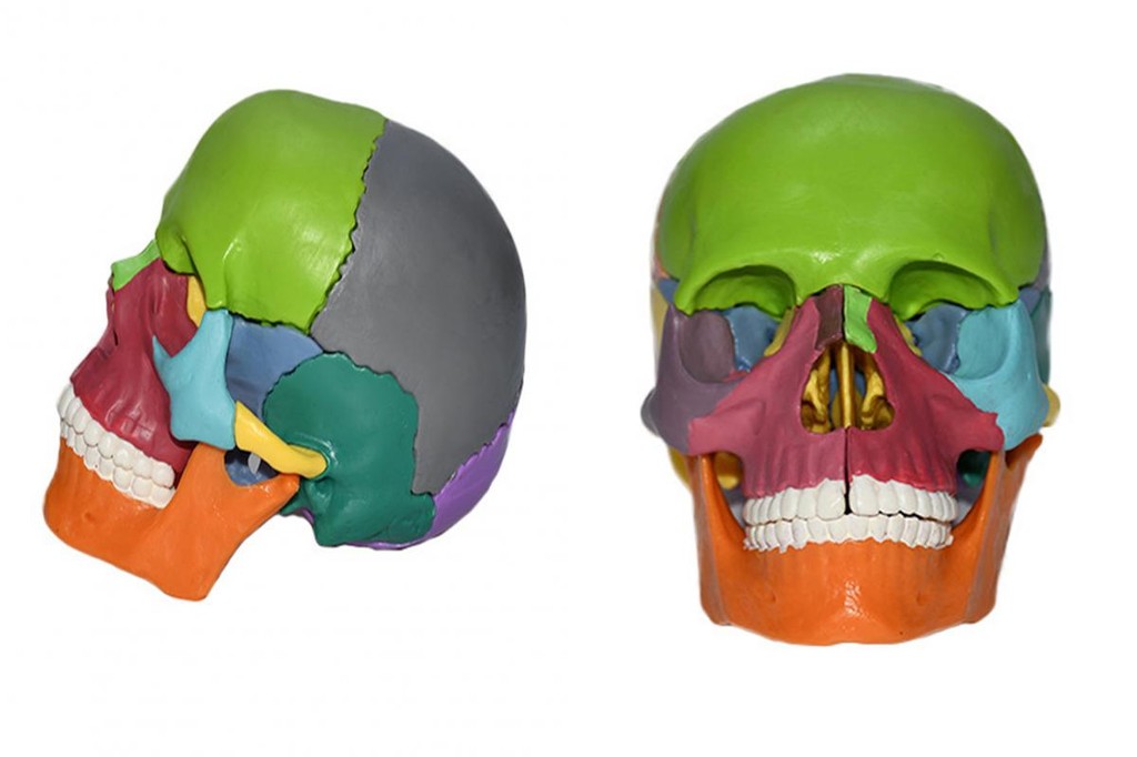 [poslajudo] Hypothalamus Anatomy Kit Educational Brain Model Kids Brain ...