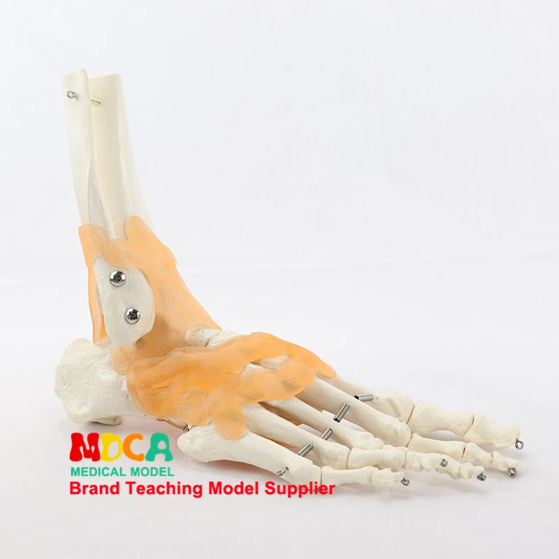 Foot Joint Model with Ankle Ligaments Life Size Human Skeletal Foot ...