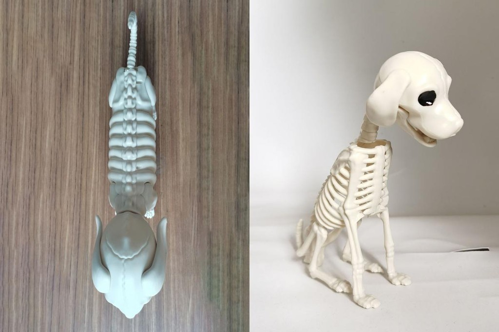 [Ready Stock] Posable Dog Skeleton Decoration Lightweight Dog Skeleton ...