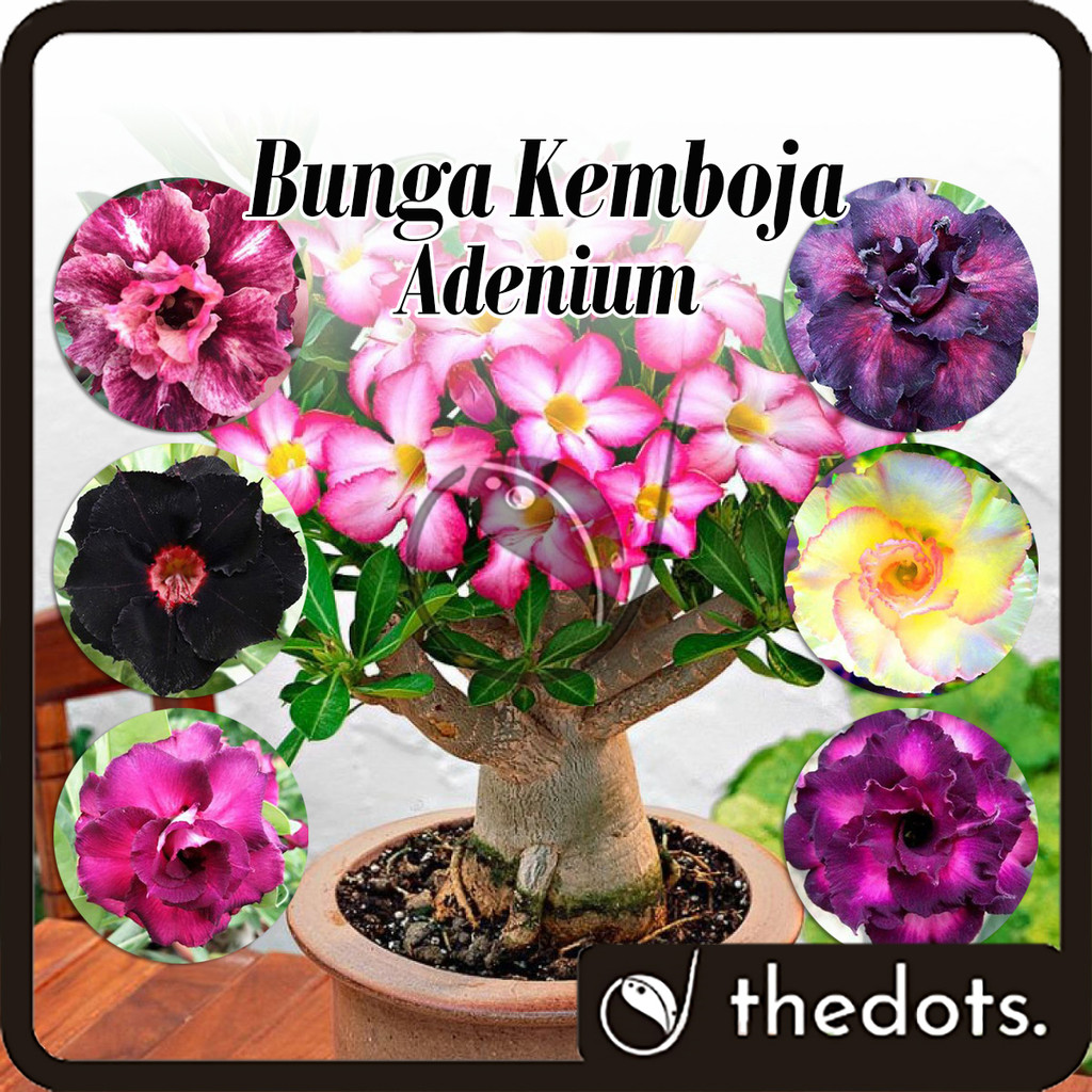 Real Live Plant Adenium Thailand (Random) Bunga Kemboja Pokok Hidup 富贵花 ...