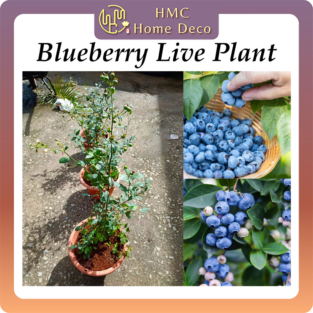 Real Live Plant Blueberry Large Size Pokok Hidup Beri Biru Besar ...