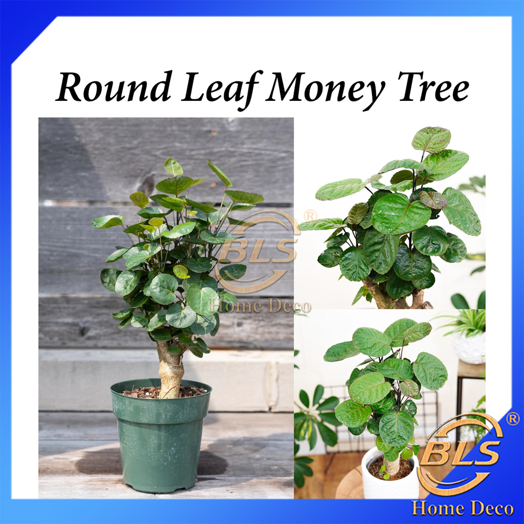 Real Live Plant Round Leaf Money Tree Polyscias Fabian Pokok Hidup ...