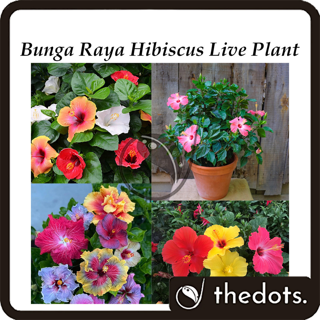 Real Live Plant Hibiscus Bunga Raya Pokok Hidup Untuk Ditanam ...