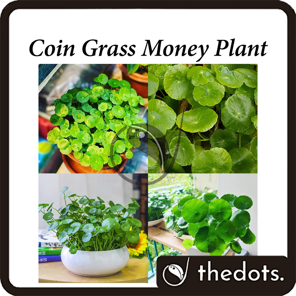 Real Live Plant Coin Grass Money Plant Hydrocotyle Vulgaris Pokok Hidup ...