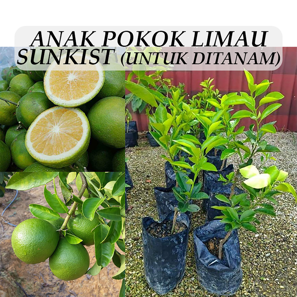 Anak Pokok Limau Purut Untuk Ditanam Pokok Hidup Real Live Plant Kaffir ...