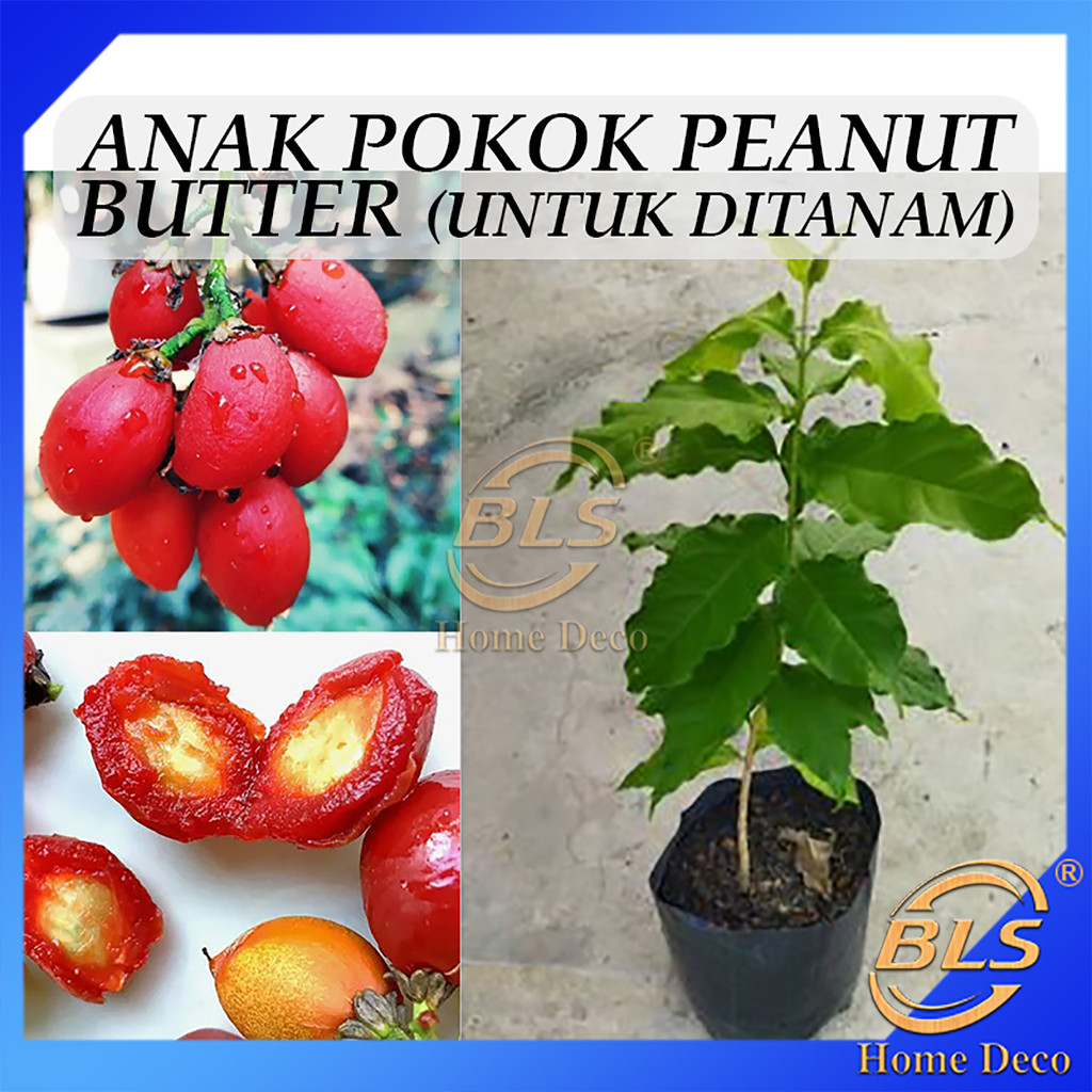 Anak Pokok Peanut Butter Tree Untuk Ditanam Pokok Hidup Real Live Plant ...