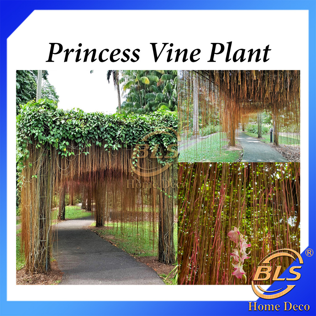 Real Live Plant Princess Vine Outdoor Plants Curtain Cissus Nodosa ...