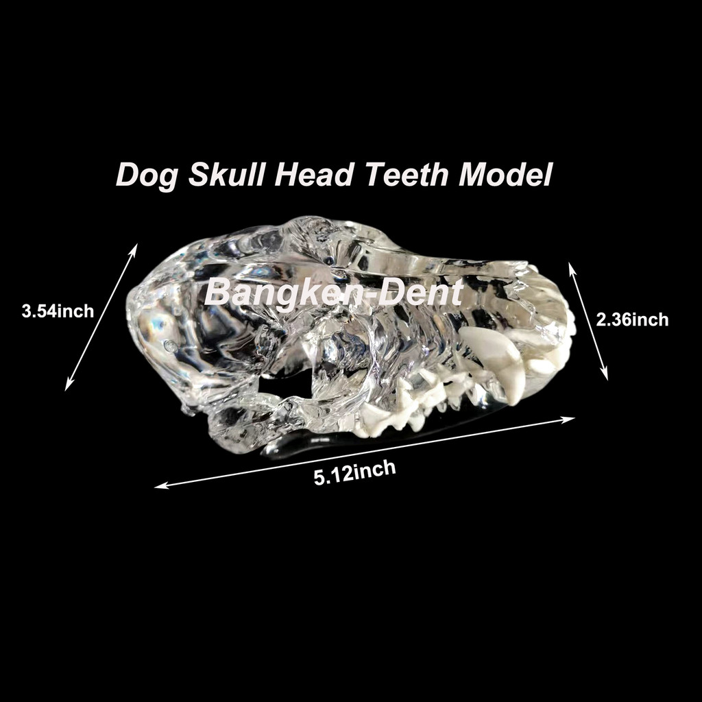 Dental Dog Teeth Model Full Skull Head Clear Pet Anatomical Tooth Jaw ...