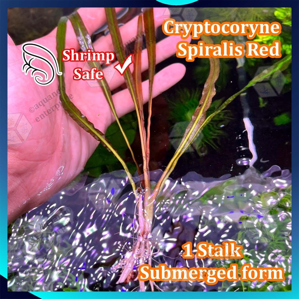 [Low Tech] Cryptocoryne Spiralis Red LP Aquatic Plant - 1 Stalk ...