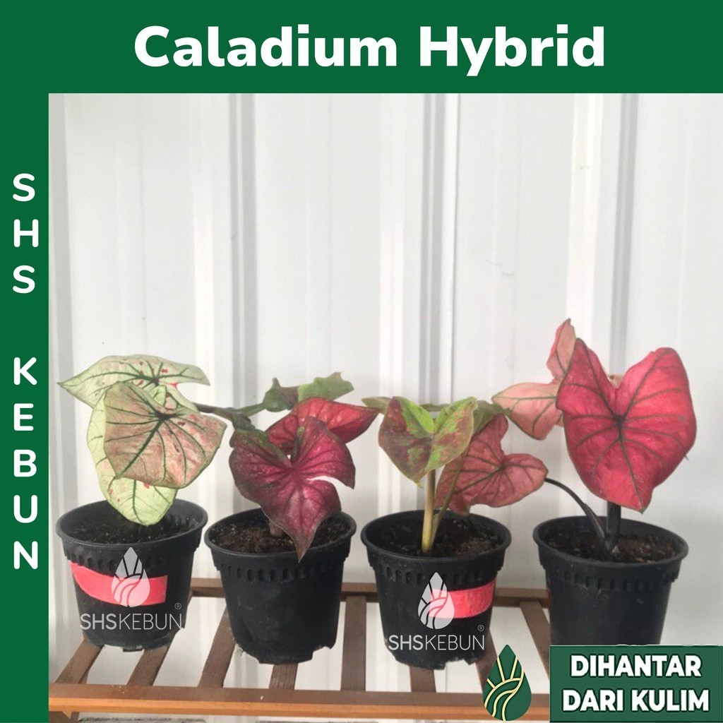 Caladium Pokok Keladi Pokok Keladi Hidup Keladi Hybrid Keladi Merah ...