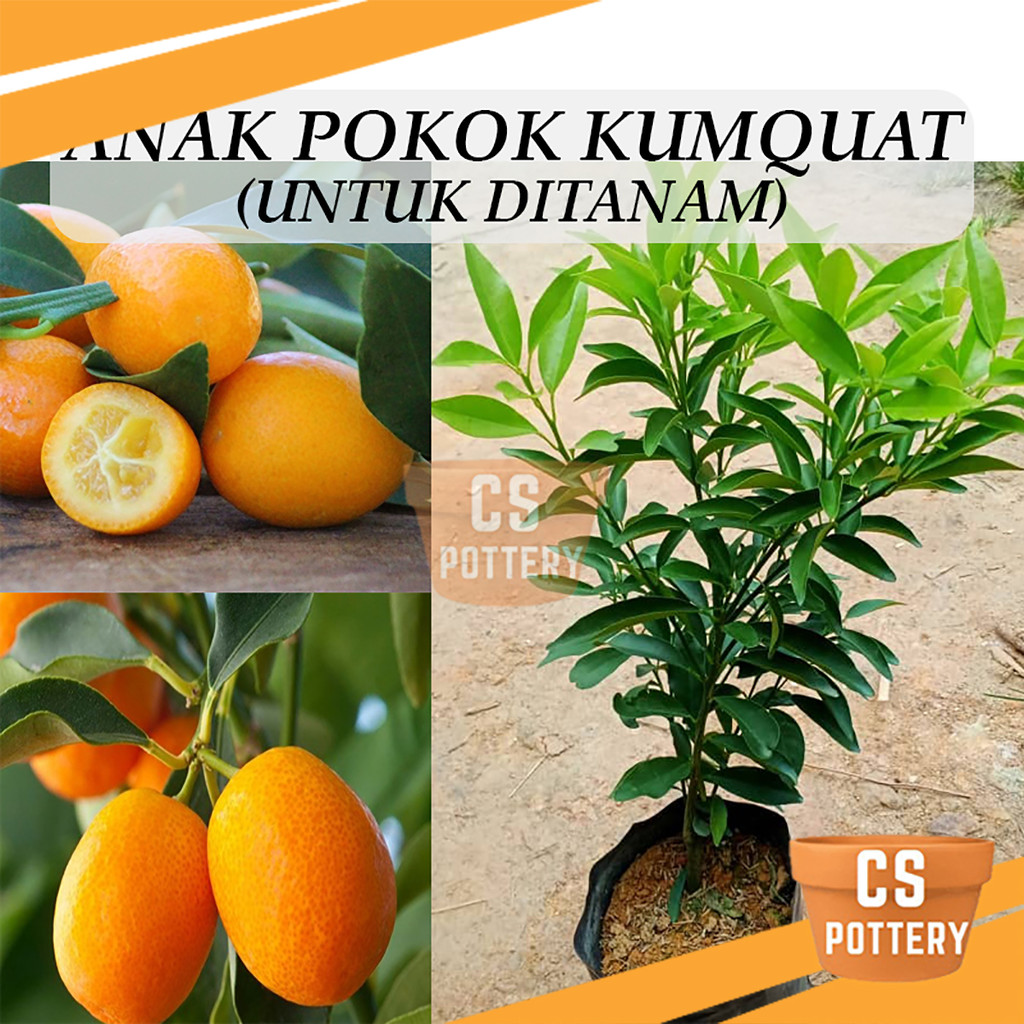 Anak Pokok Limau Kumquat Untuk Ditanam Pokok Hidup Real Live Plant Lime ...