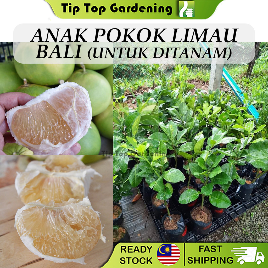 Anak Pokok Limau Bali Tambun Ipoh Untuk Ditanam Pokok Hidup Real Live ...