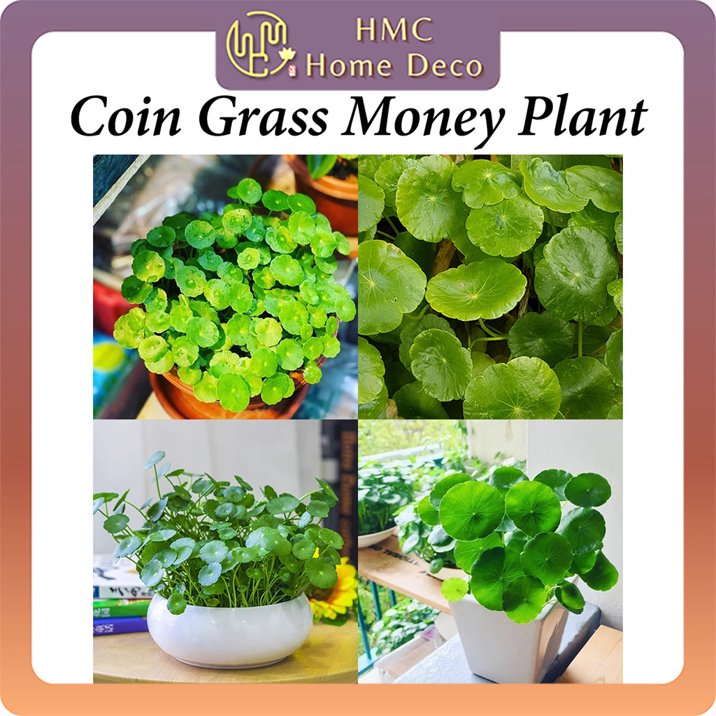 Real Live Plant Coin Grass Money Plant Hydrocotyle Vulgaris Pokok Hidup ...