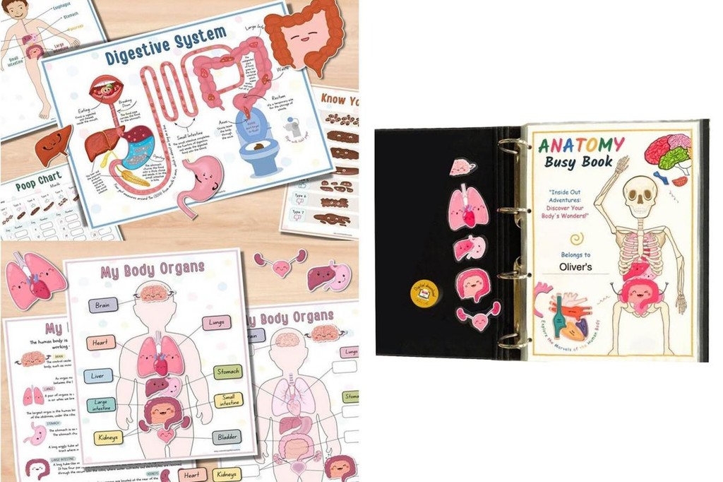 [TY] Interactive Human Anatomy Book Body Parts Busy Book Interactive Body Parts Learning Book ...