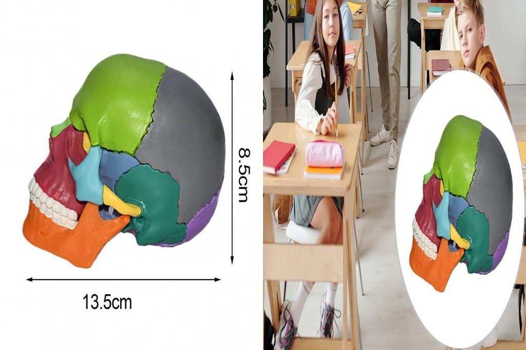 [poslajudo] Hypothalamus Anatomy Kit Educational Brain Model Kids Brain ...