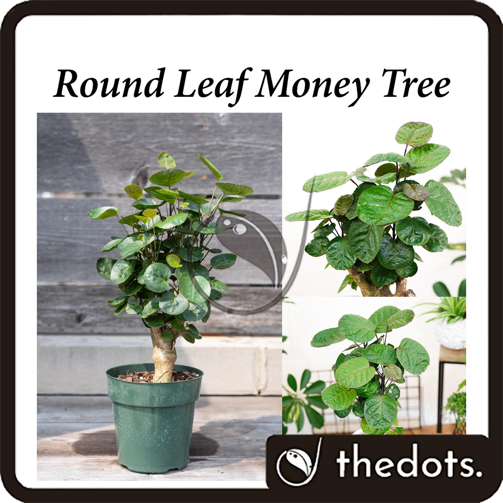 Real Live Plant Round Leaf Money Tree Polyscias Fabian Pokok Hidup ...