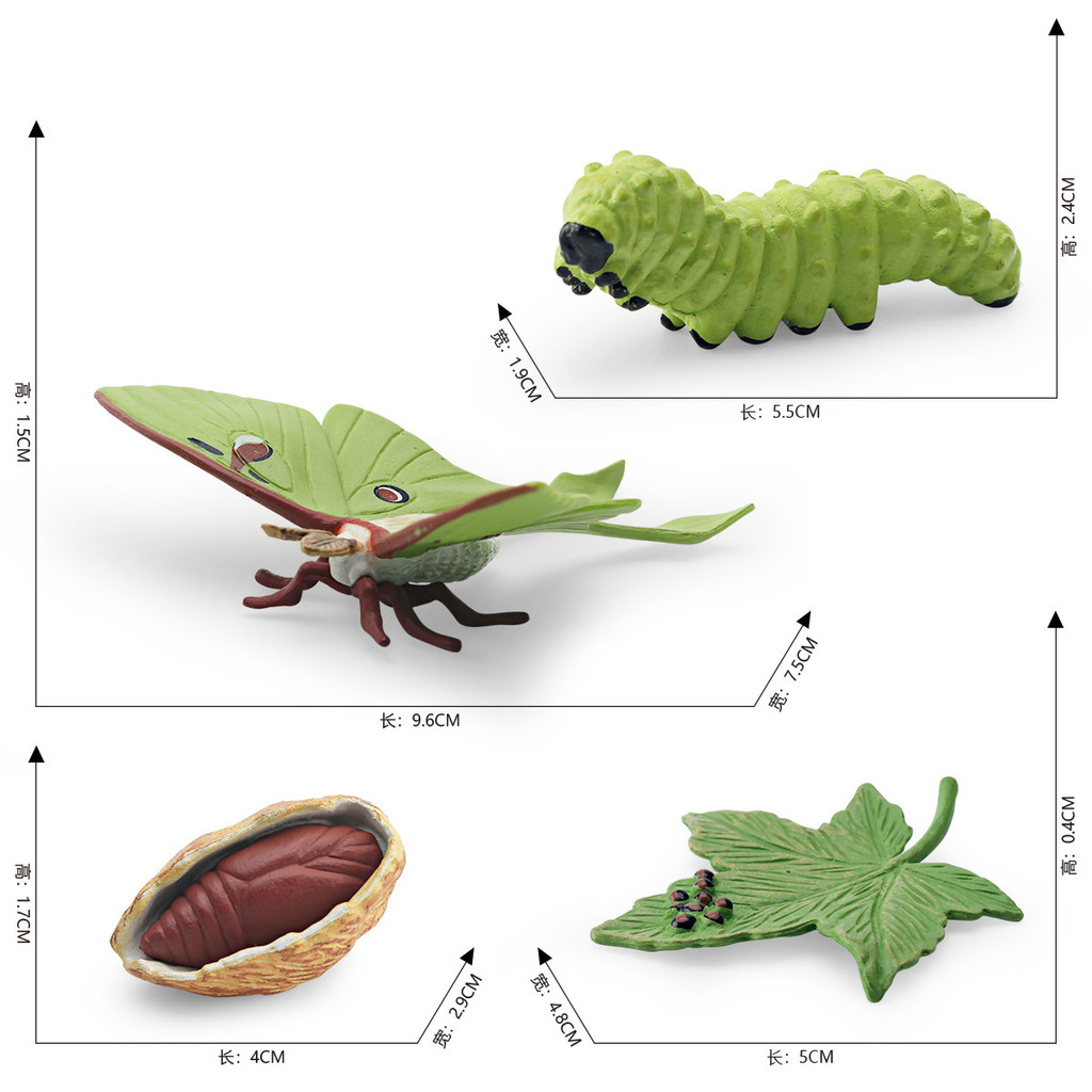 Stunning Pvc Luna Moth Life Cycle Model Set With Four Figures Realistic ...