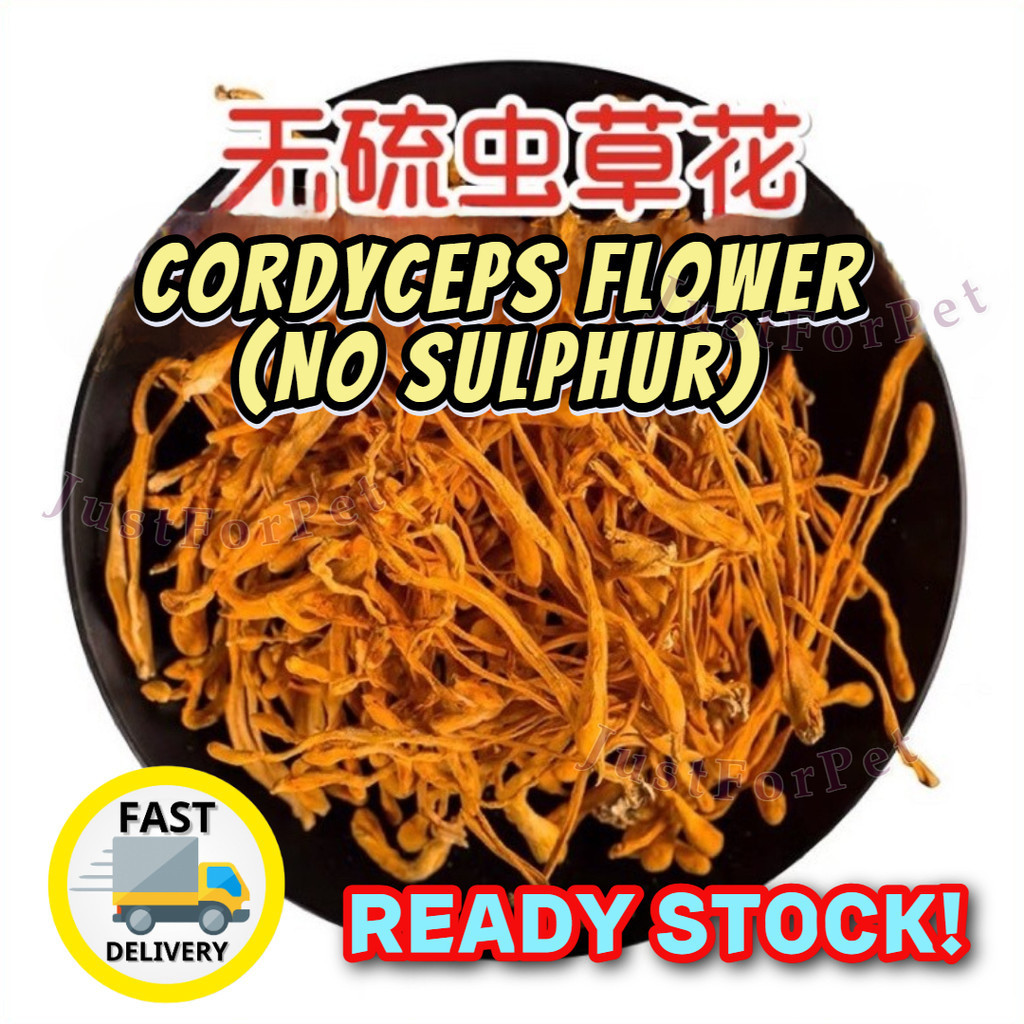 𝐑𝐄𝐀𝐃𝐘 𝐒𝐓𝐎𝐂𝐊 𝐌𝐀𝐋𝐀𝐘𝐒𝐈𝐀 100g Cordyceps Flower / Chong Cao Hua Sulphur Free ...