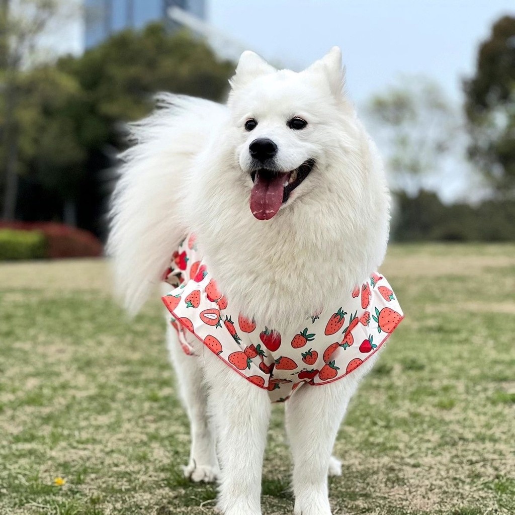 Strawberry print Large Dog Skirt Labrador Clothes | Shopee Malaysia