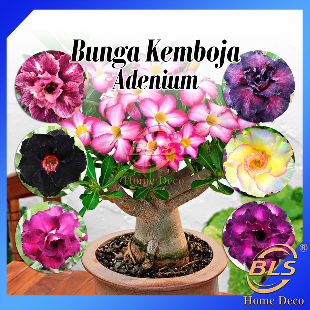 Real Live Plant Adenium Thailand (Random) Bunga Kemboja Pokok Hidup 富贵花 ...