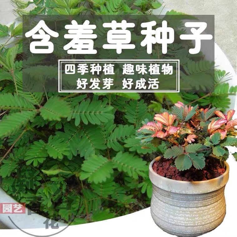 Empat musim menyemai benih bunga mimosa daun berwarna-warni empat musim ...