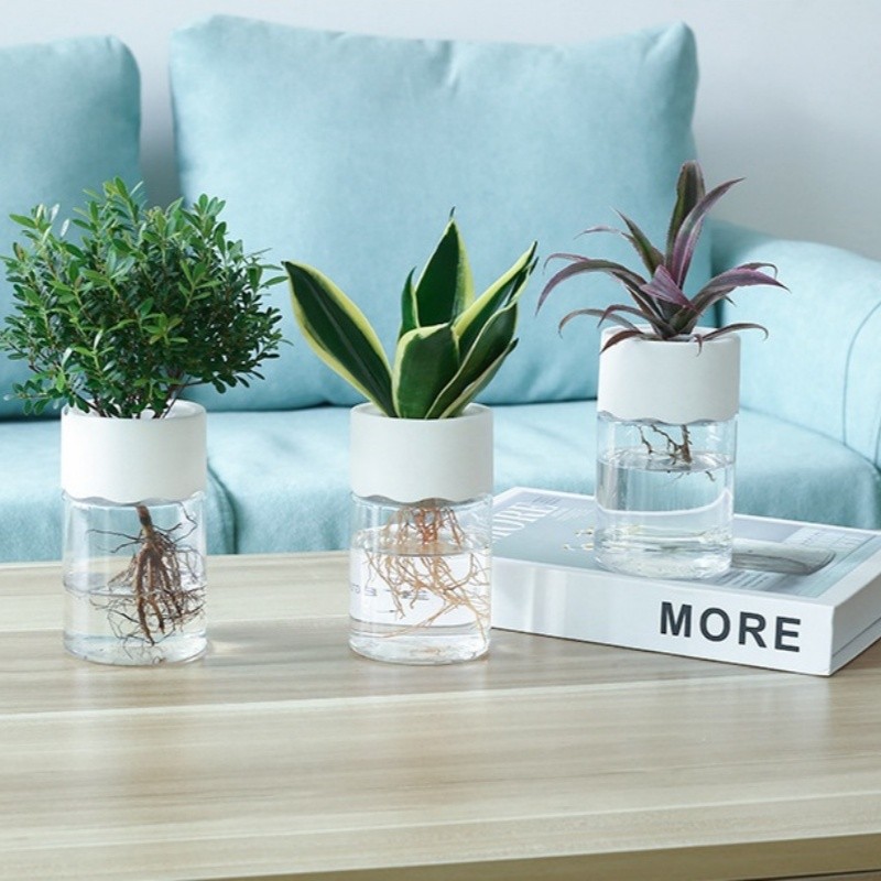 Simple And Transparent Hydroponic Pot Hall, Office, Green Ivy Flower ...