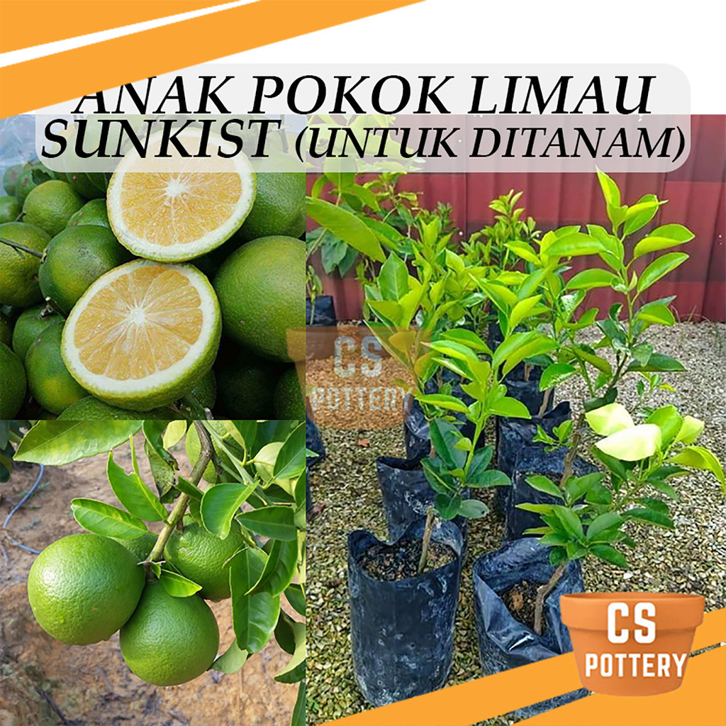 Anak Pokok Limau Sun-kist Orange Untuk Ditanam Pokok Hidup Real Live ...