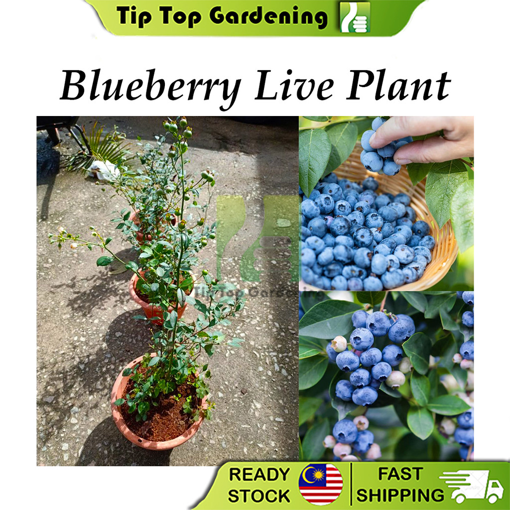 Real Live Plant Blueberry Large Size Pokok Hidup Beri Biru Besar ...