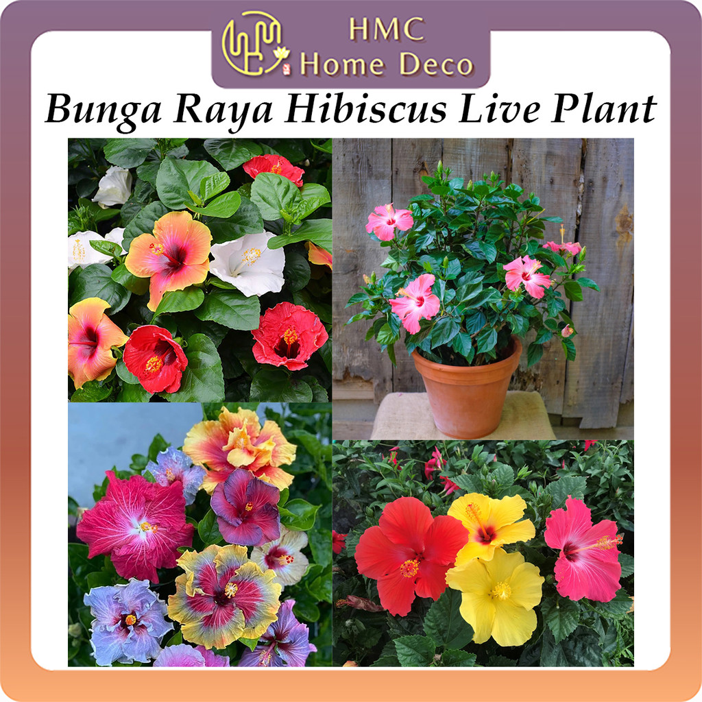 Real Live Plant Hibiscus Bunga Raya Pokok Hidup Untuk Ditanam ...