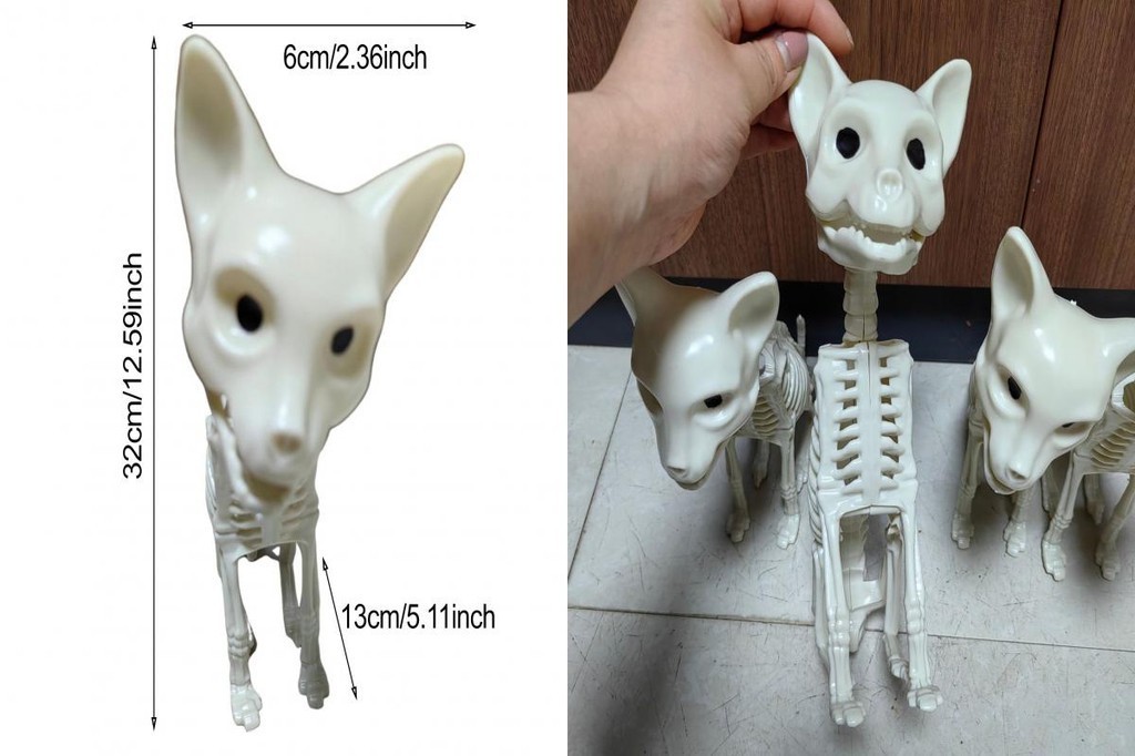 Cocoblue Realistic Cat Skeleton Display Posable Articulated Cat ...