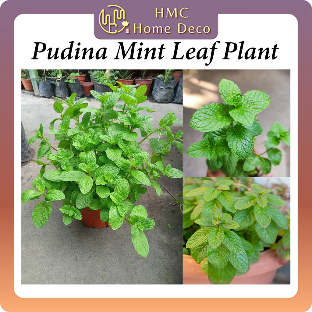 Real Live Plant Pudina Mint Herb Plant Edible Mint Leaf Plants Pokok ...
