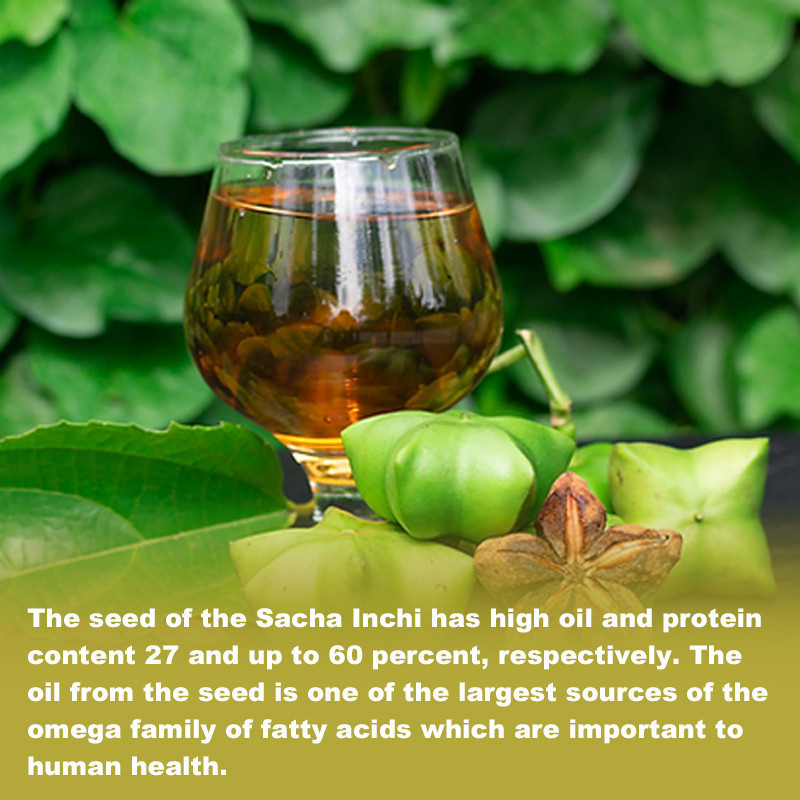 AIRBOY Inca Inchi Oil 600mg, Improves skin, hair and overall health ...