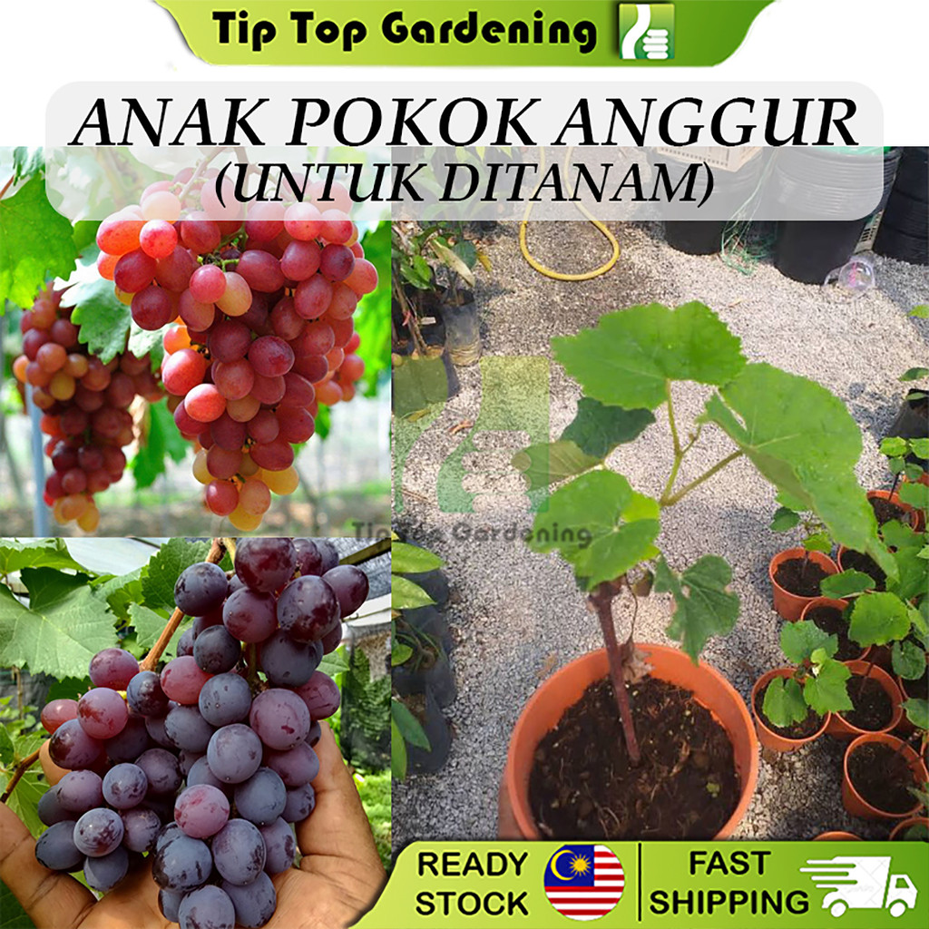 Anak Pokok Anggur Untuk Ditanam Pokok Hidup Real Live Plant Grape Tree ...
